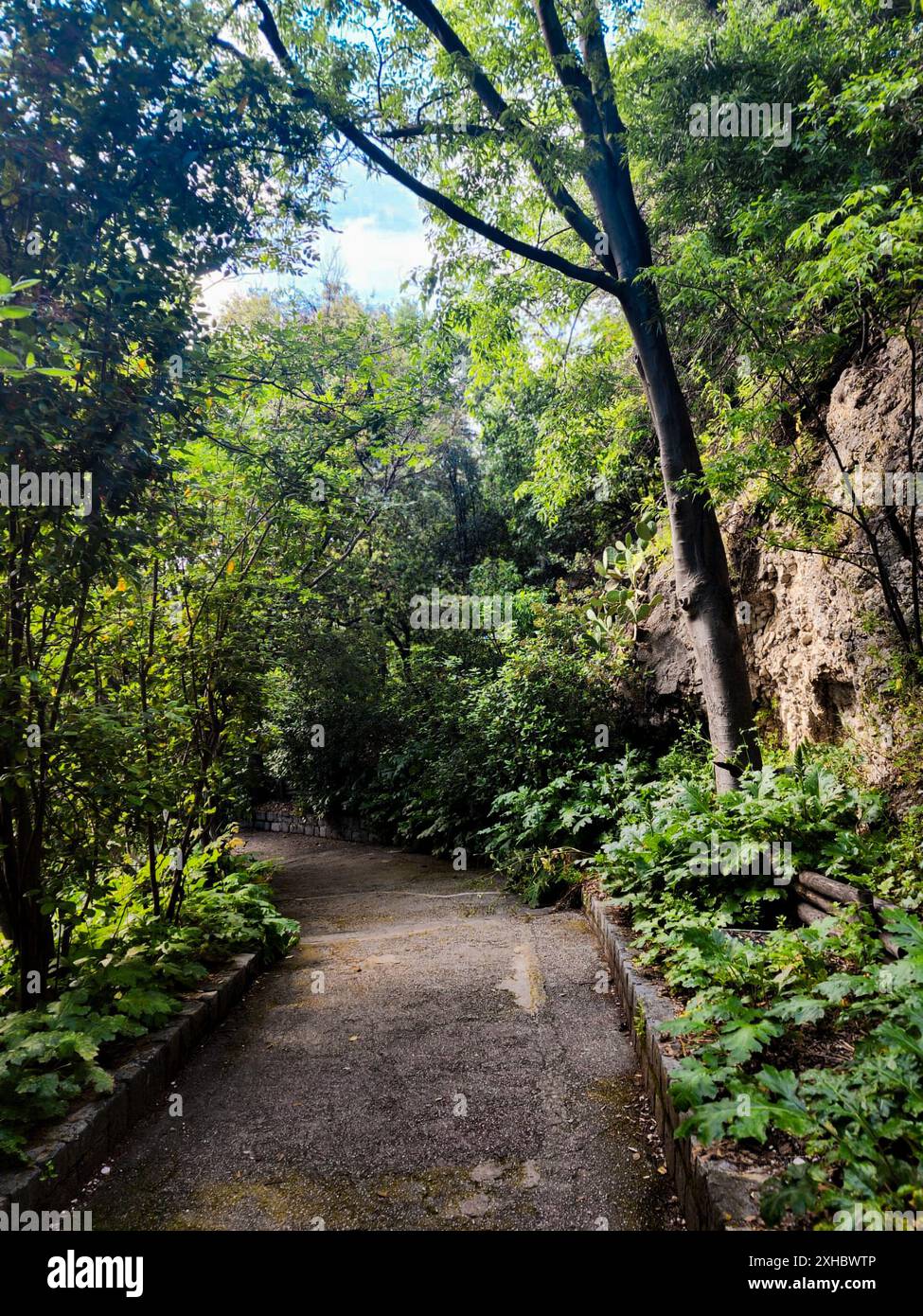 Avenue of trees in autumn, the sun shining through the trees, Nice ...