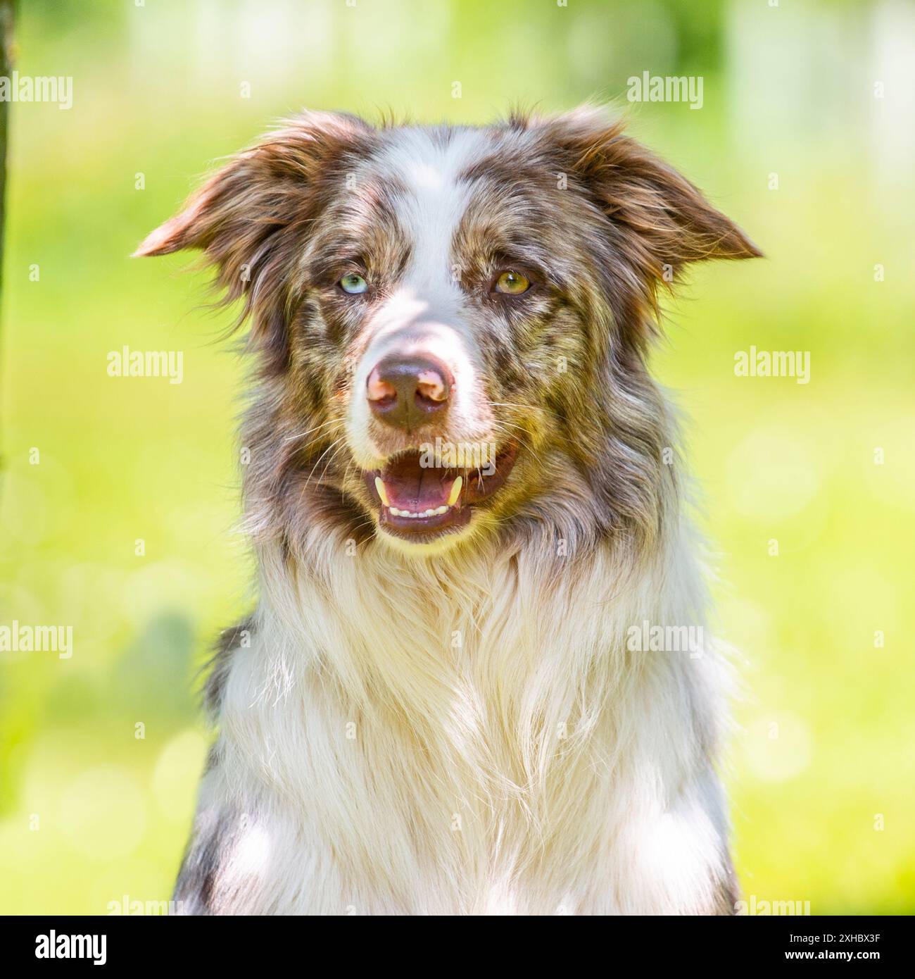Australian shepherd dog red hi-res stock photography and images - Alamy