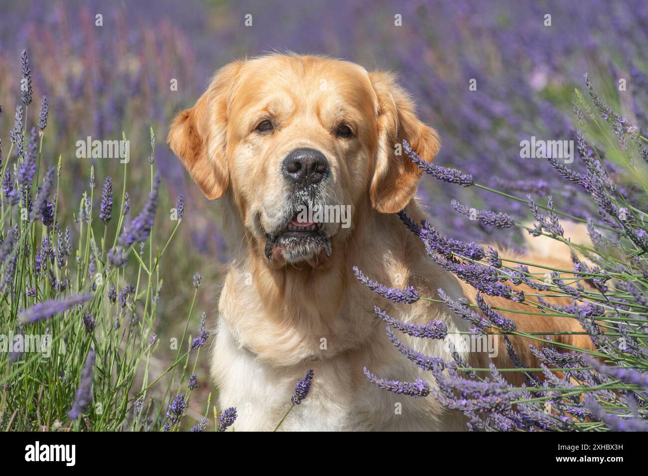Golden retriever dog in lavender flowers Stock Photo - Alamy