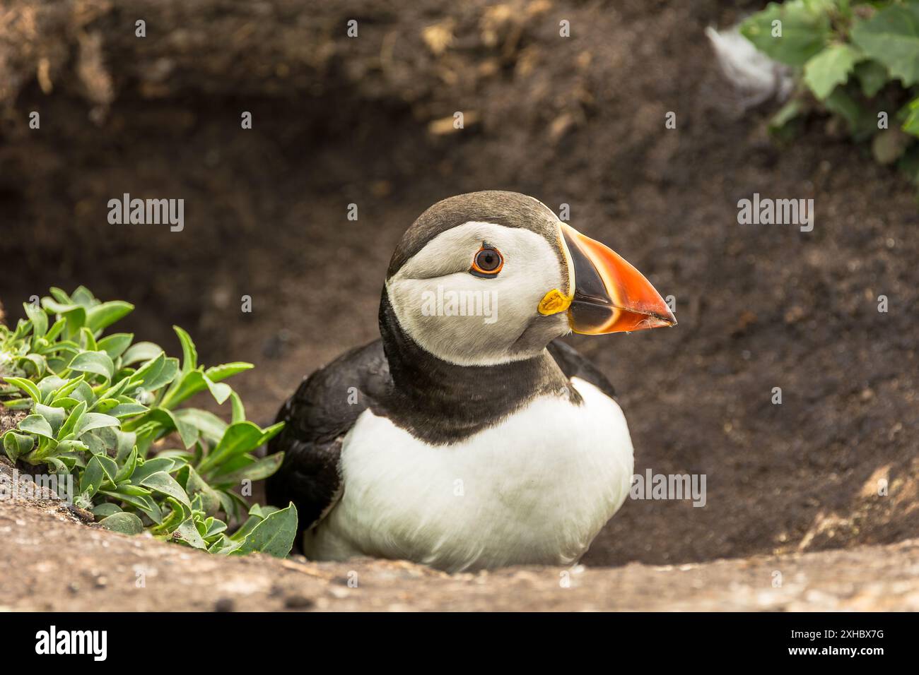 Puffin, Scientific name: fratercula arctica. Close up of an adult ...