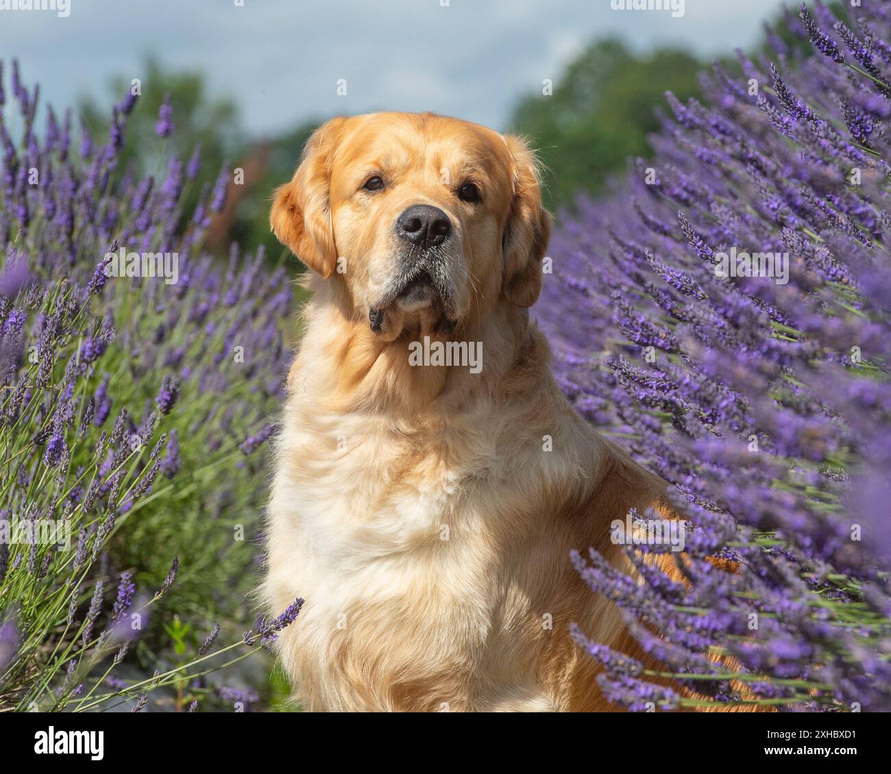 Golden retriever looking at sky hi-res stock photography and images - Alamy