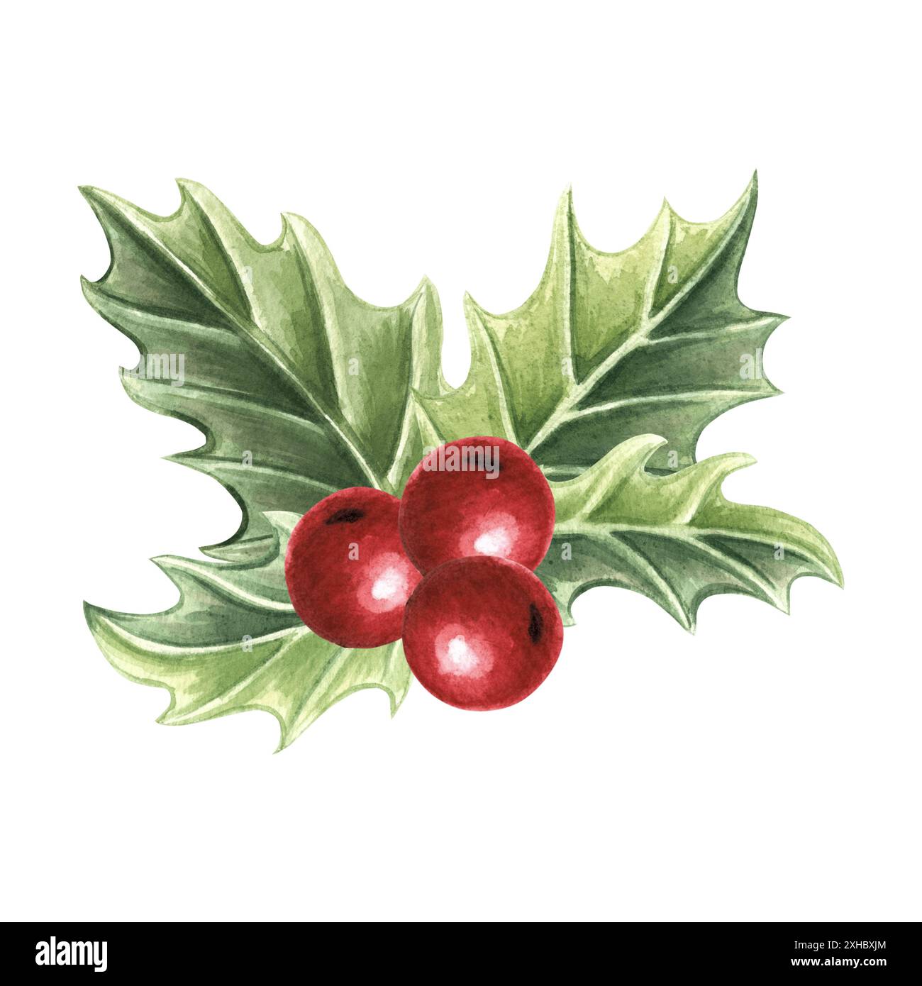 Vintage Christmas Holly Clipart Holly Vector Images (over 93,000)