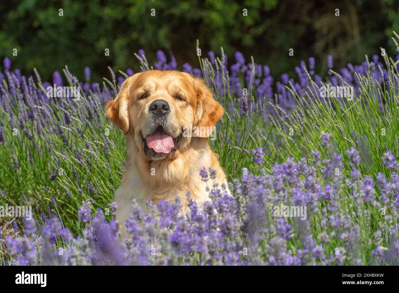 Golden Retriever in lavender flowers Stock Photo - Alamy