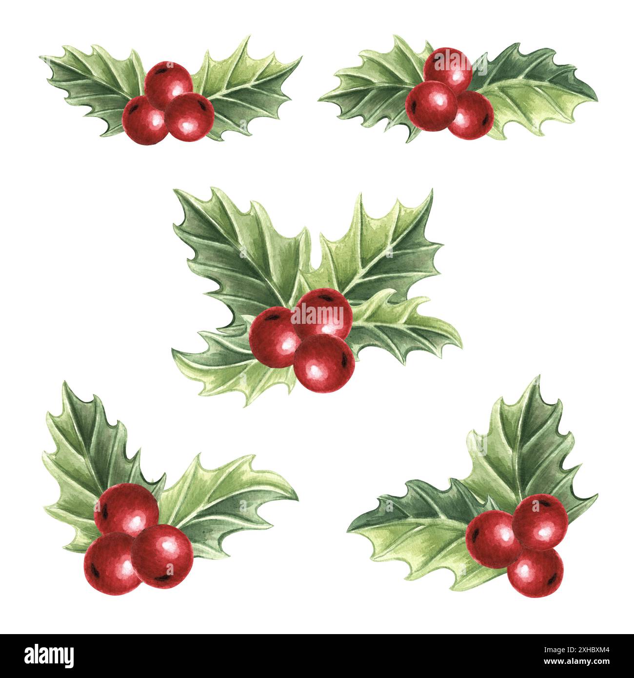 Evergreen holly Cut Out Stock Images & Pictures - Alamy