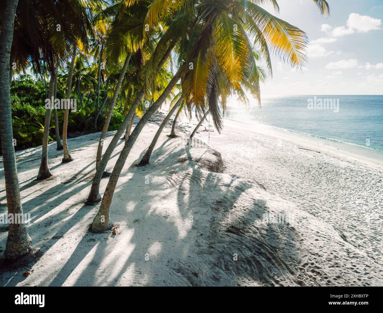 Coconut palm trees at tropical beach in Maldives island Stock Photo - Alamy