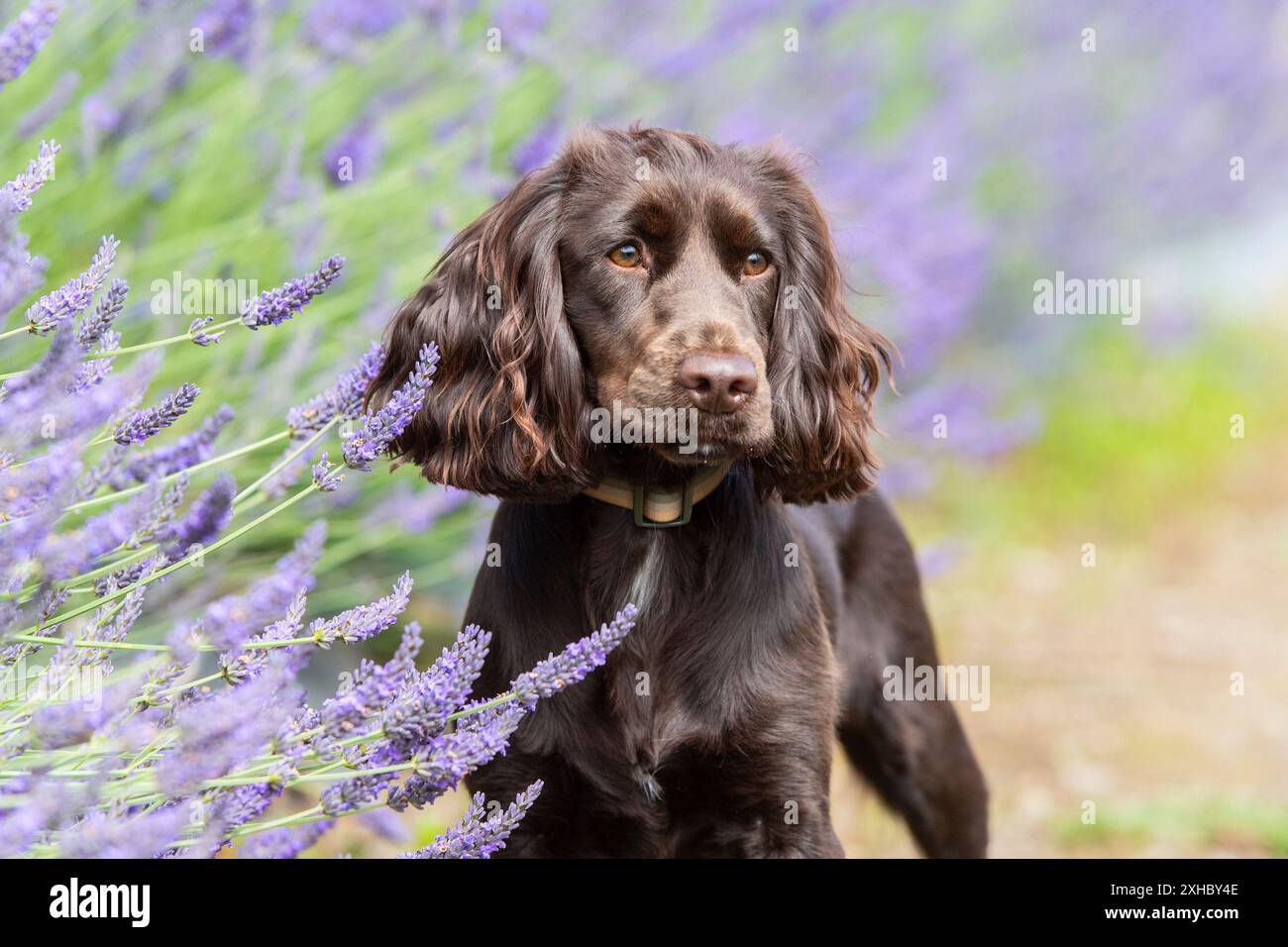 chocolate working cocker spaniel in lavender flowers Stock Photo - Alamy