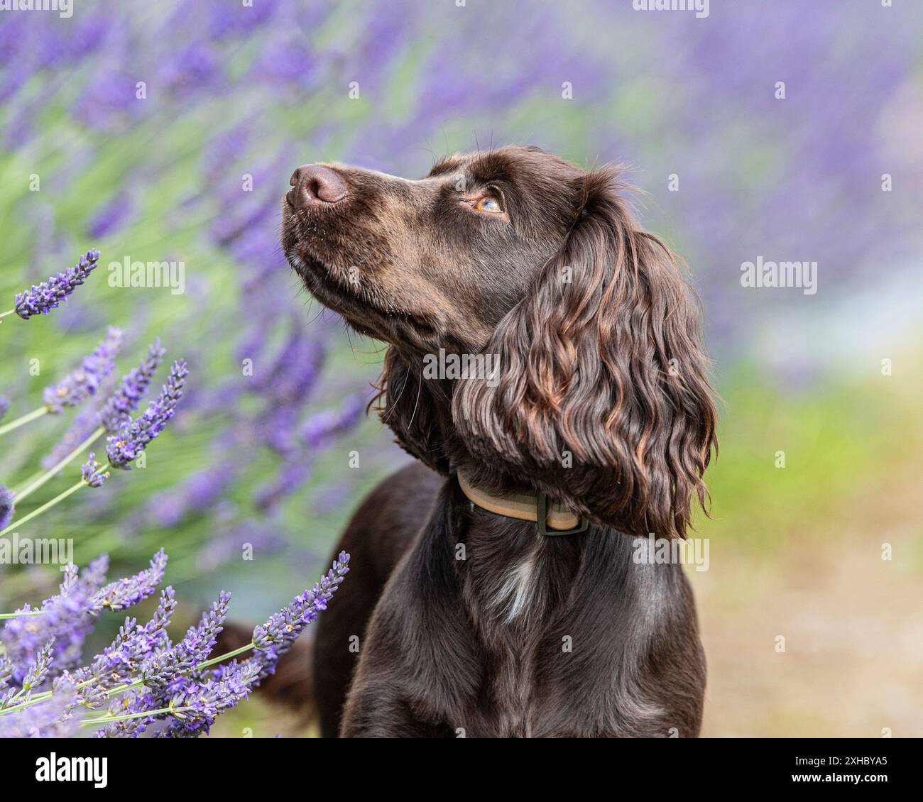 Chocolate cocker spaniel hi-res stock photography and images - Alamy