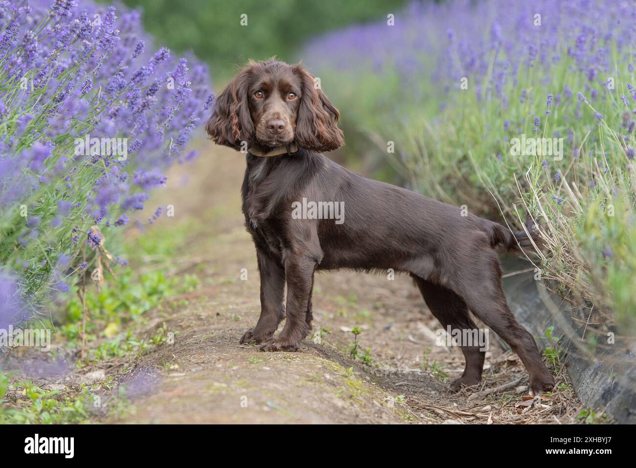 chocolate working cocker spaniel in lavender flowers Stock Photo - Alamy