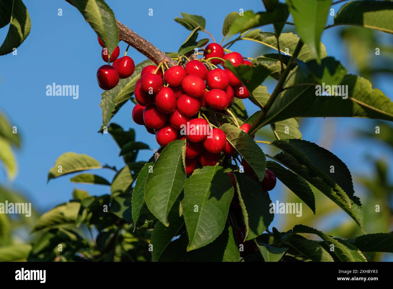Large and mature cherry fruit Stock Photo - Alamy