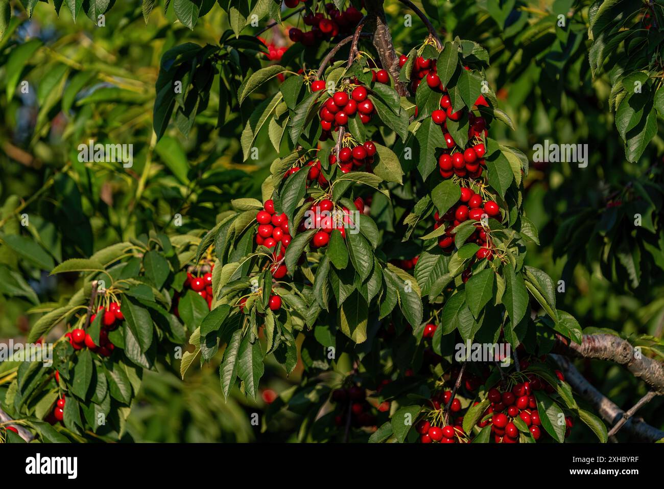 Large and mature cherry fruit Stock Photo - Alamy