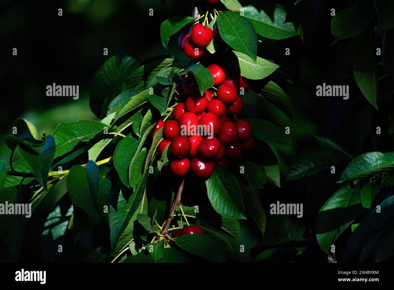 Large and mature cherry fruit Stock Photo - Alamy