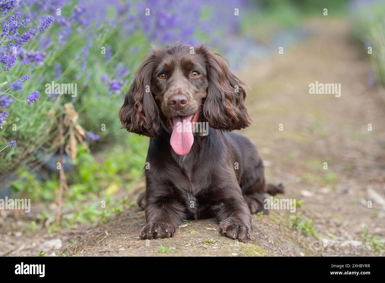 chocolate working cocker spaniel in lavender flowers Stock Photo - Alamy