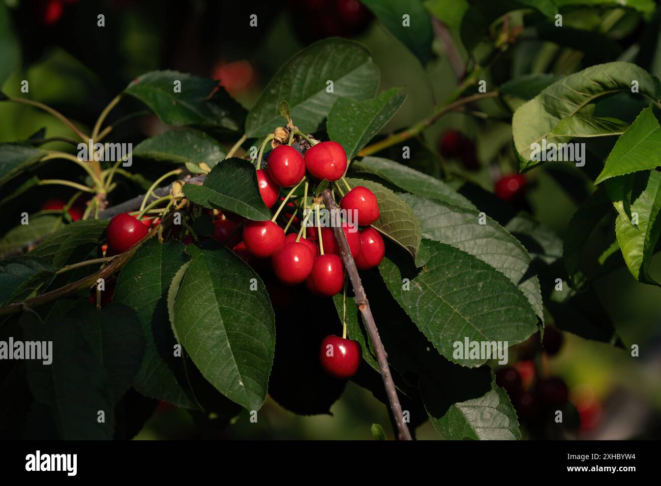 Large and mature cherry fruit Stock Photo - Alamy