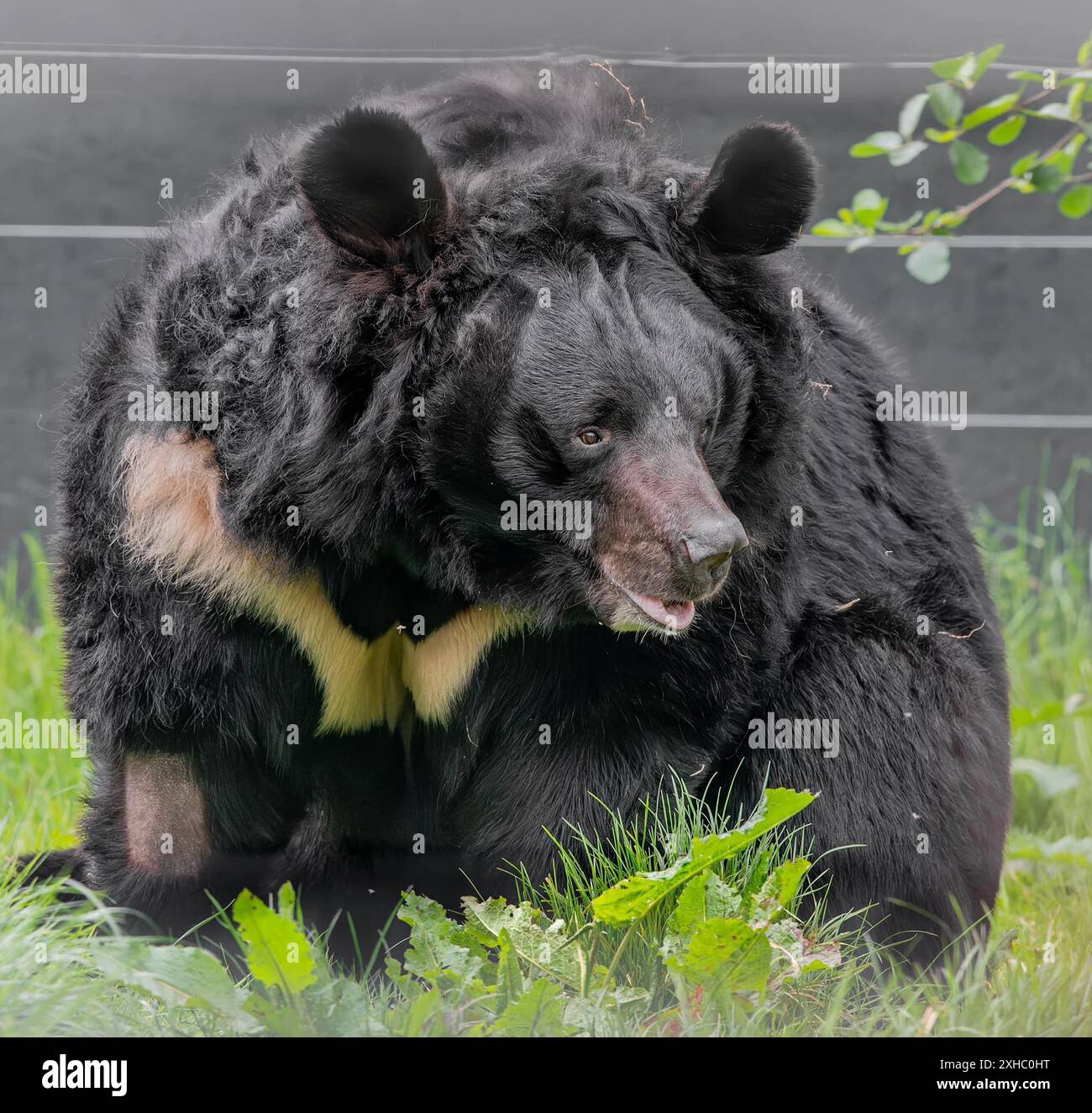 Undated handout photo issued by Five Sisters Zoo of Yampil the bear who ...