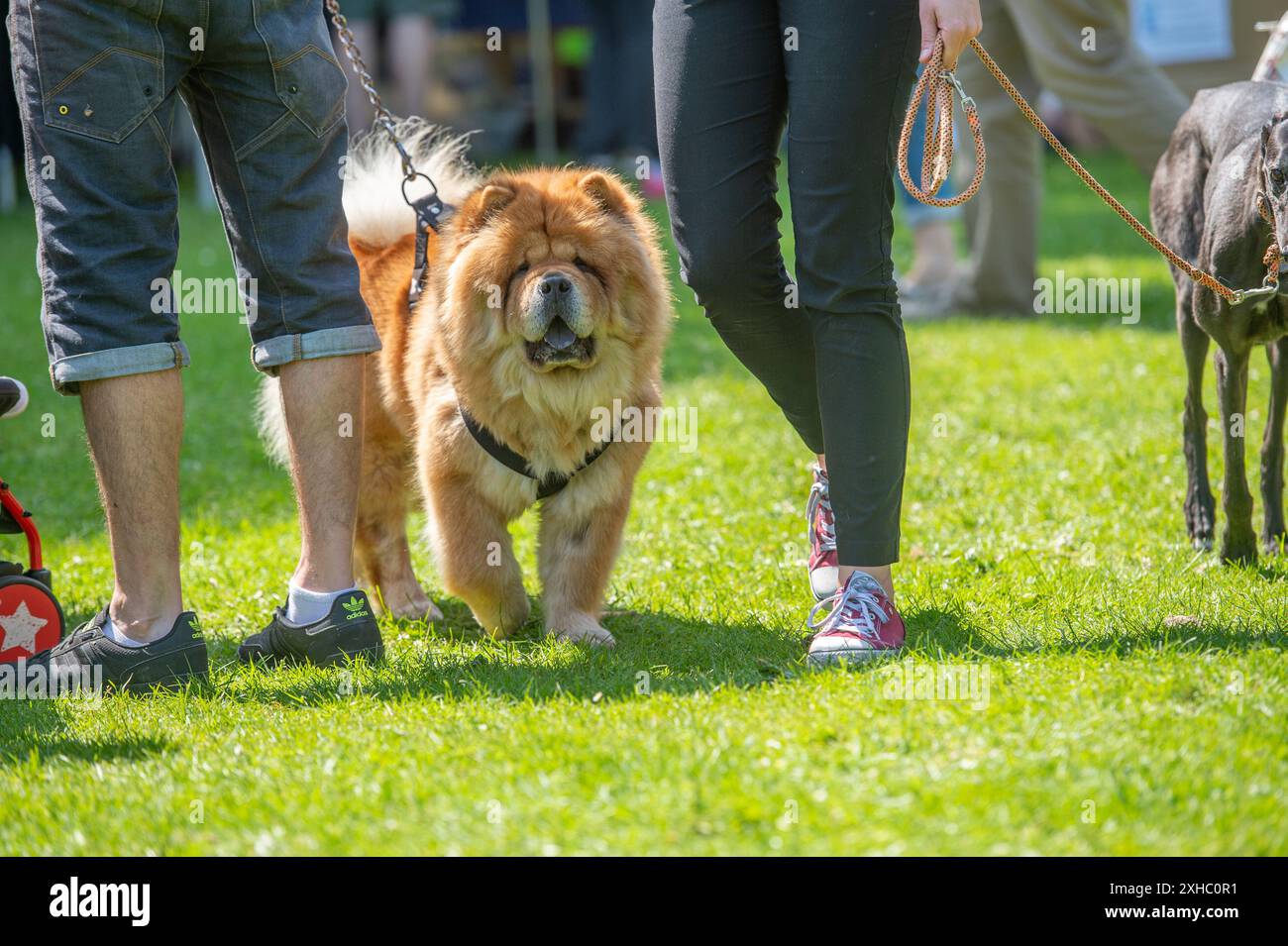 Chow Chow dog at a dog show Stock Photo - Alamy