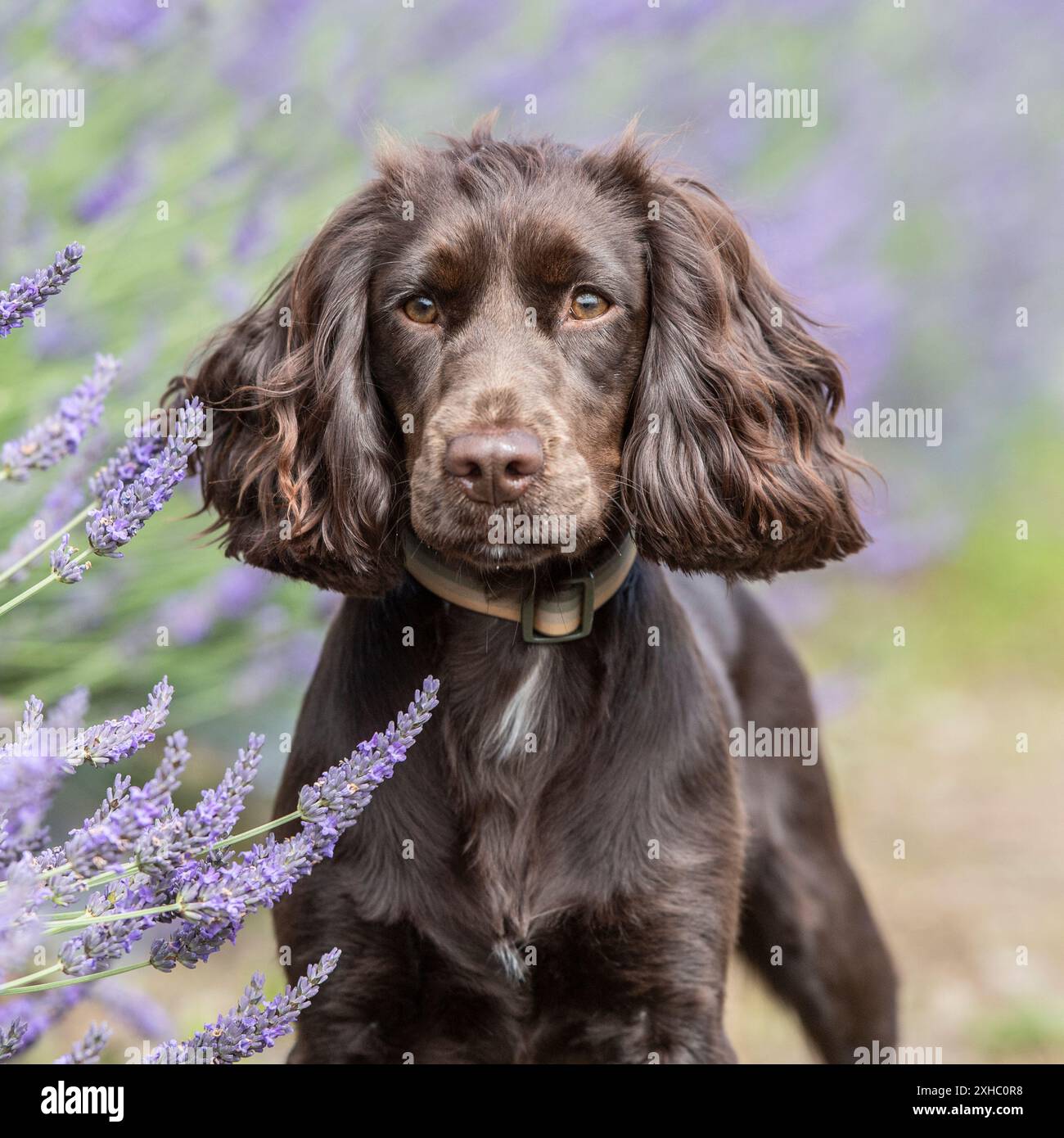 english cocker spaniel Stock Photo - Alamy