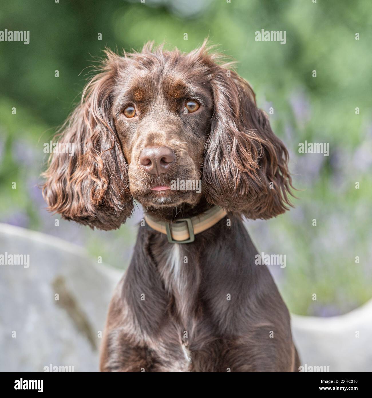 Male cocker spaniel hi-res stock photography and images - Alamy