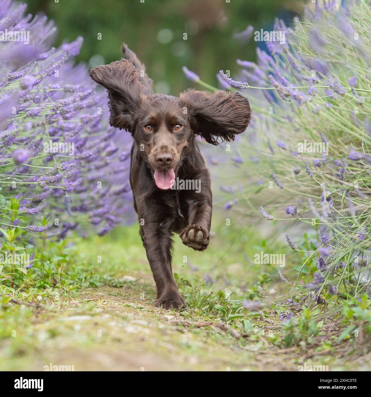 Spaniel running towards camera hi-res stock photography and images - Alamy