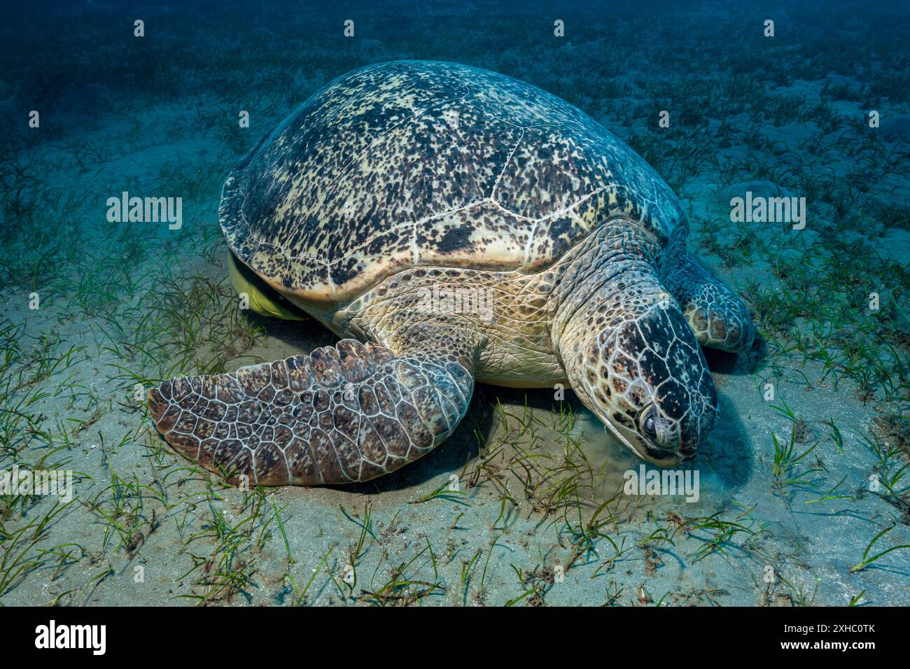 Egypt, Marsa Alam, Abu Dabab, Green Sea Turtle (Chelonia mydas Stock ...
