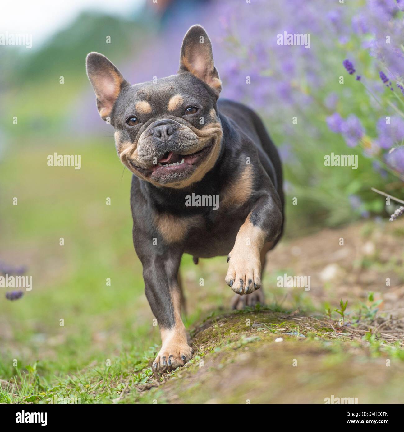 french bulldog running towards camera in colourful flowers Stock Photo ...