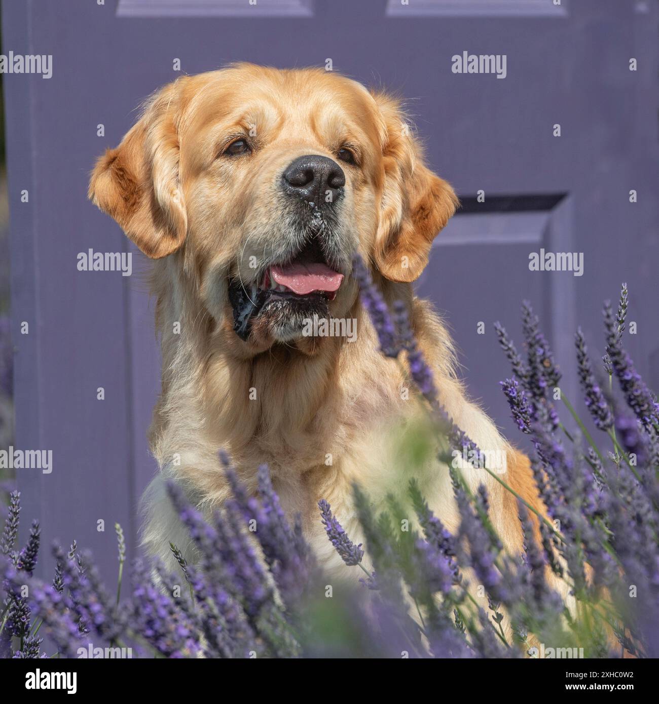 golden retriever dog in lavender flowers Stock Photo - Alamy