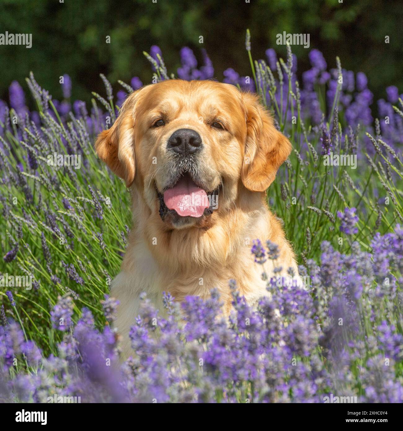 golden retriever dog in lavender flowers Stock Photo - Alamy
