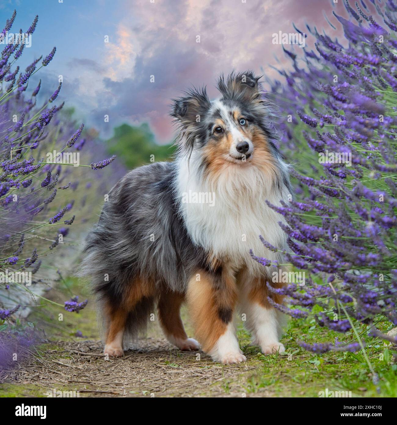 Shetland sheepdog full body side hi-res stock photography and images ...