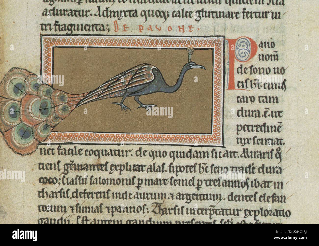 The Ashmole Bestiary 12th Century - The Peacock Stock Photo - Alamy