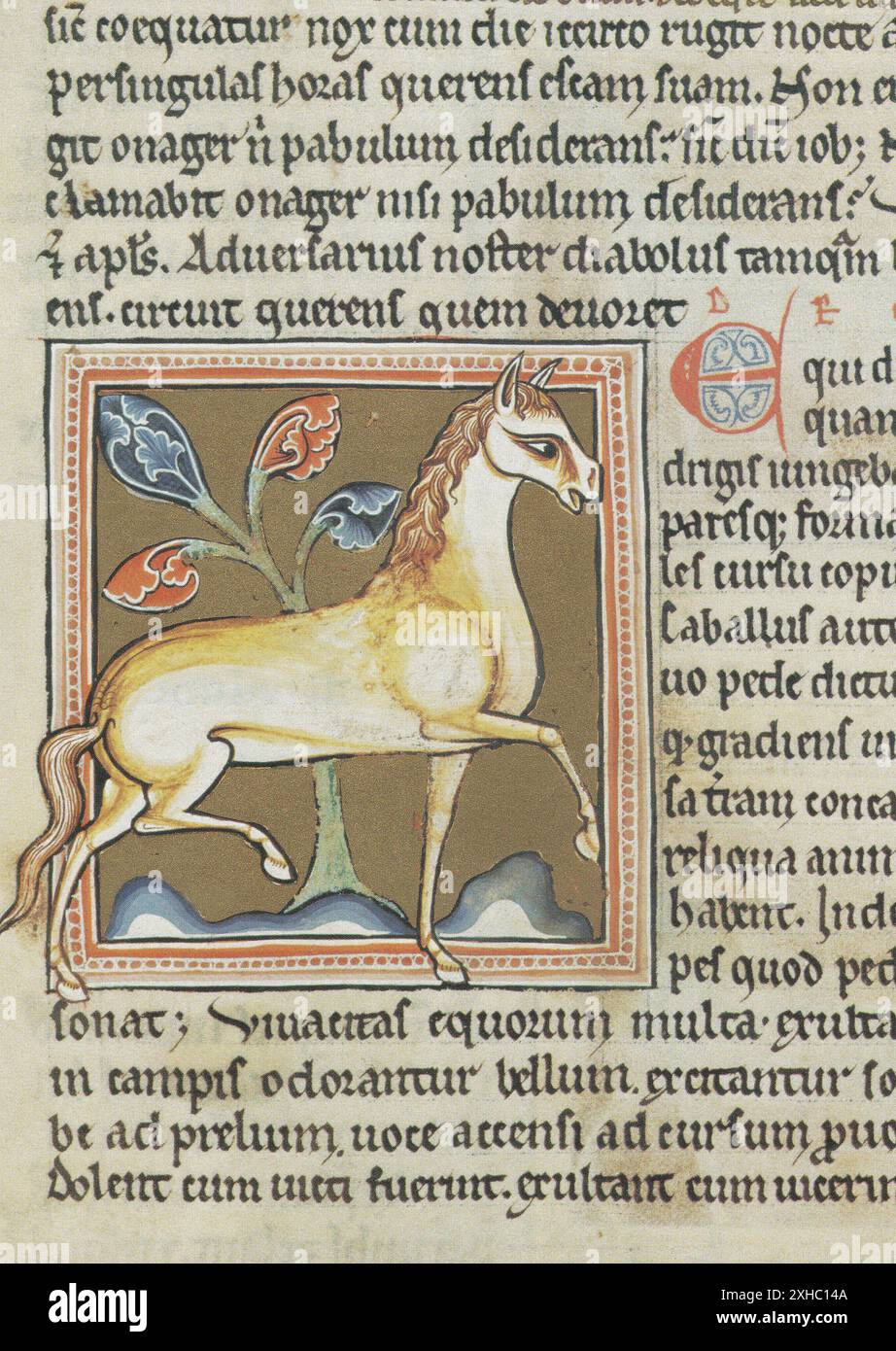 Gothic illuminated bestiaries hi-res stock photography and images - Alamy