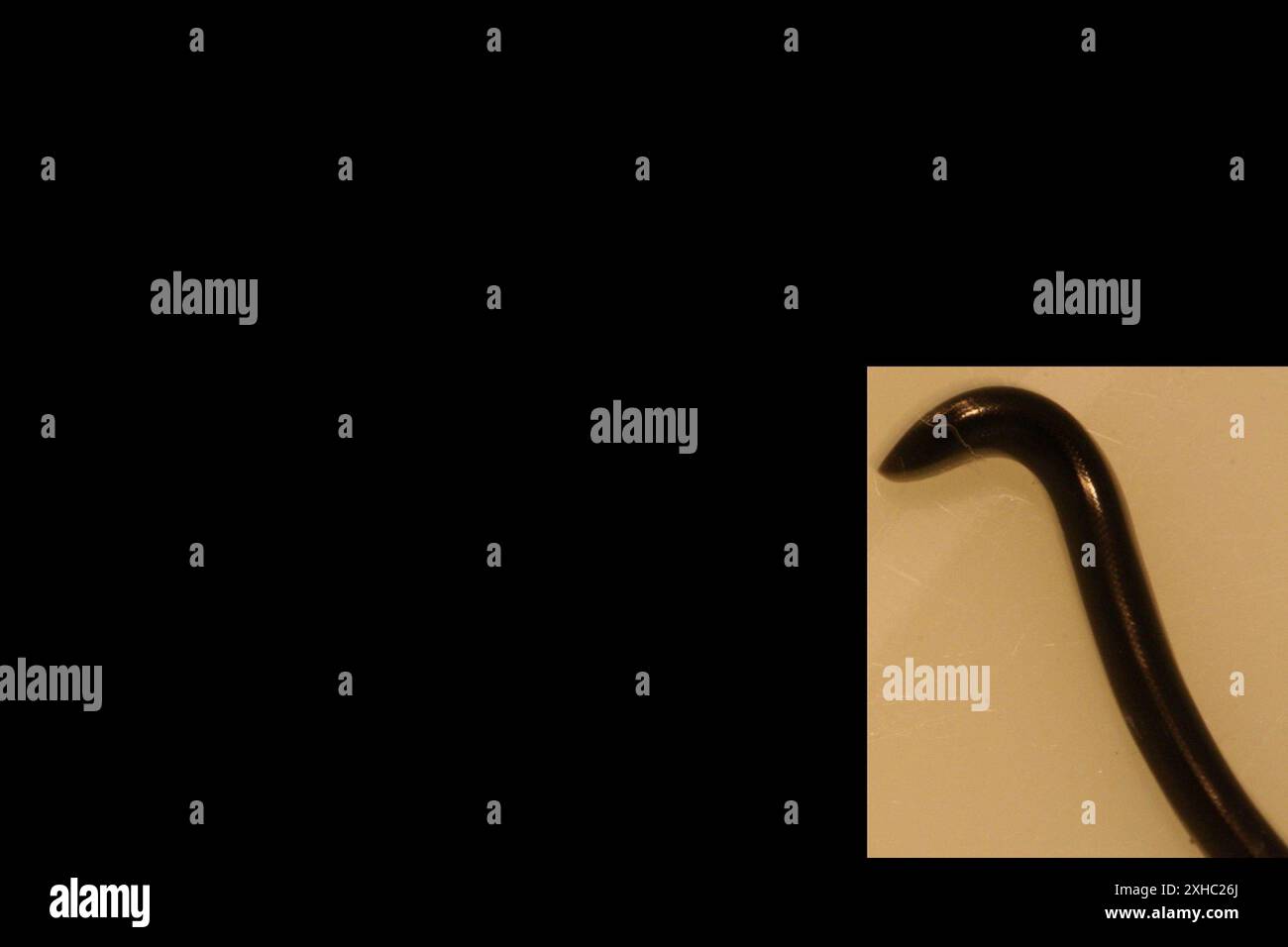 Brahminy Blindsnake (Indotyphlops braminus) 45, dUrban St: Urban garden ...