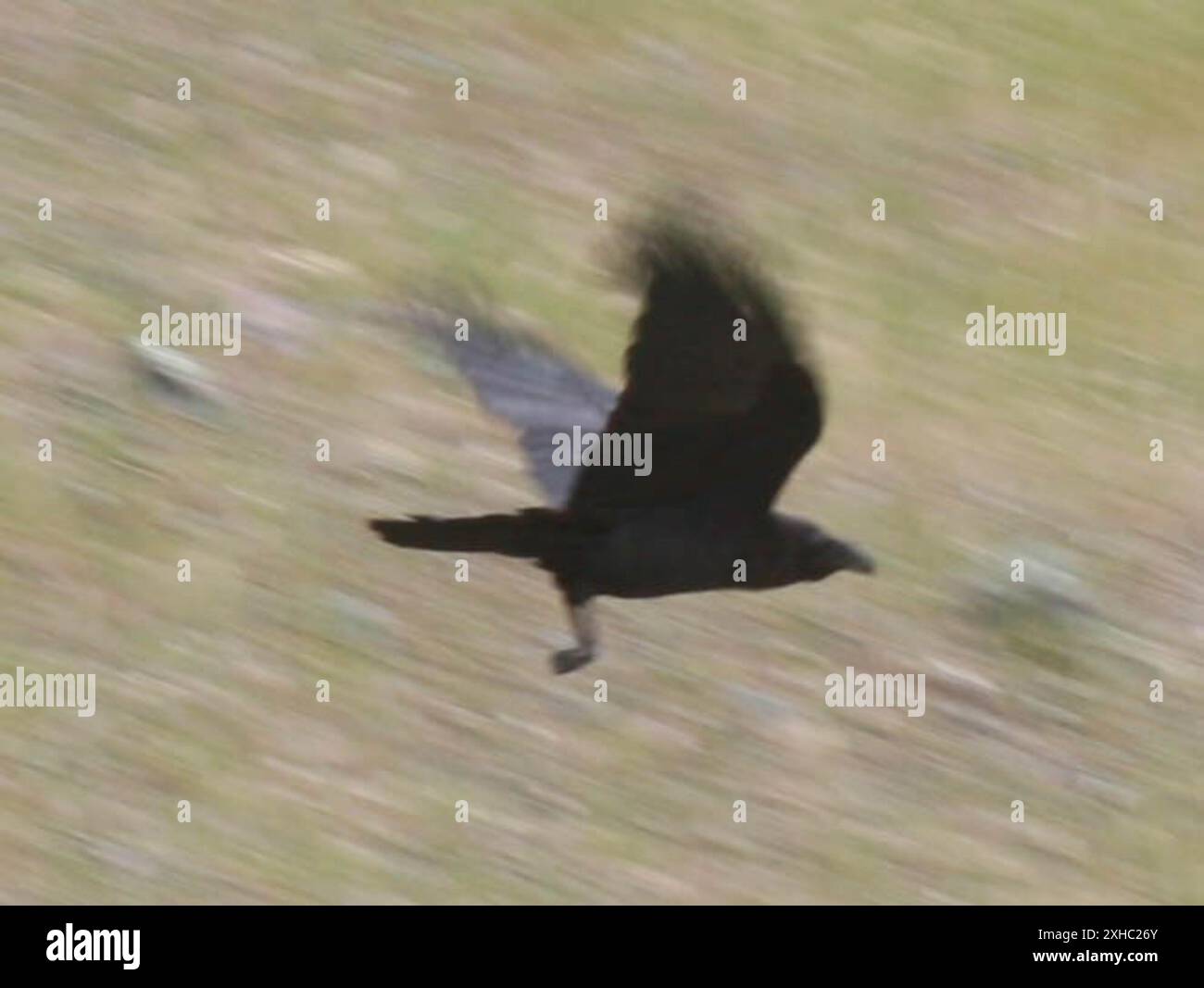 Common Raven (Corvus corax) Calistoga, California, United States Stock ...