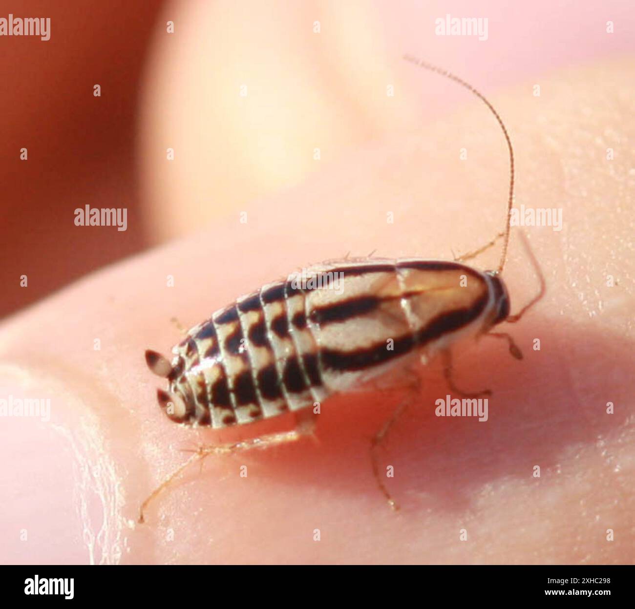 Three-lined Cockroach (Luridiblatta trivittata) Tennessee Valley Marin ...