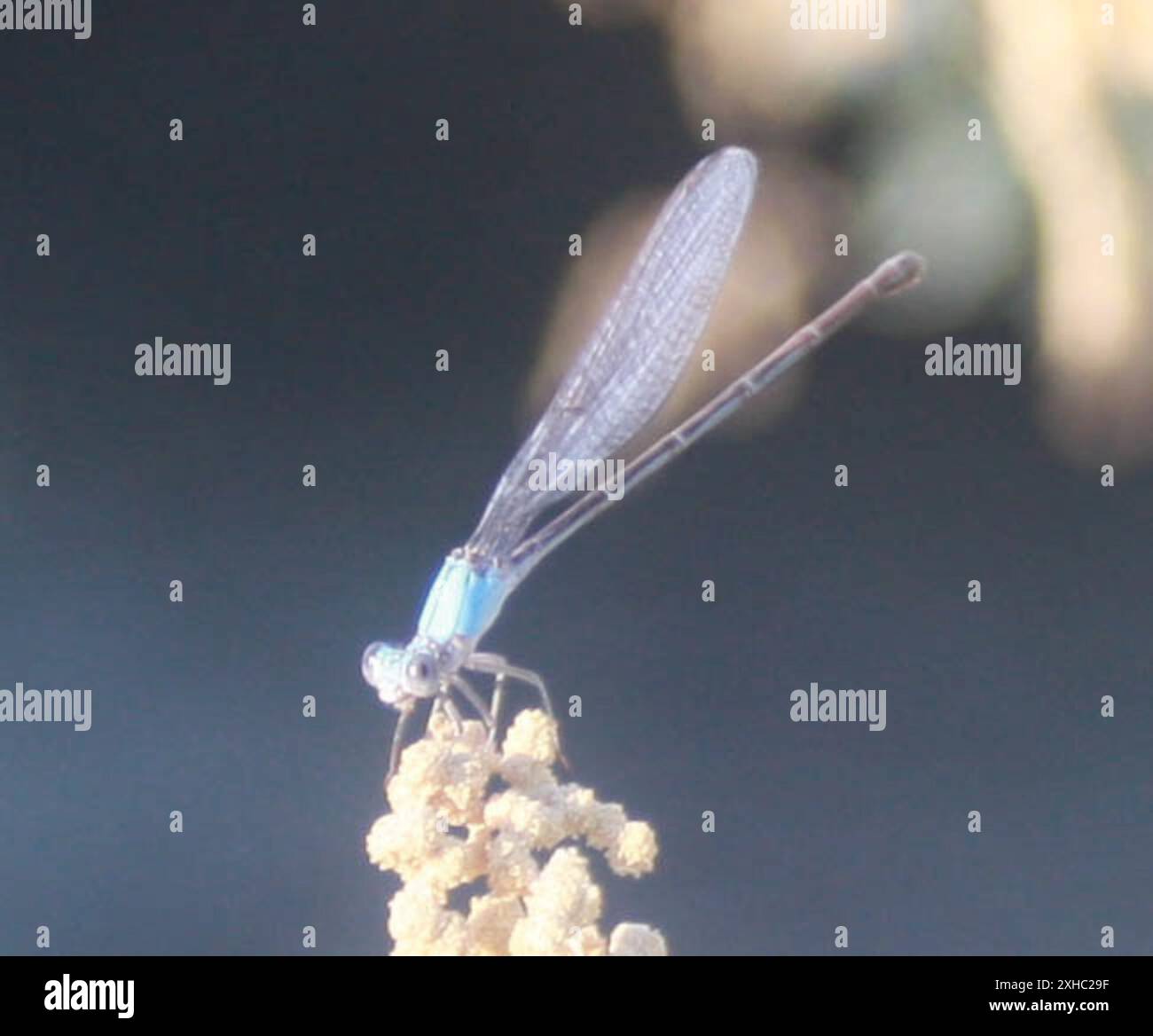 Powdered Dancer (Argia moesta) Henderson, Nevada, United States Stock ...