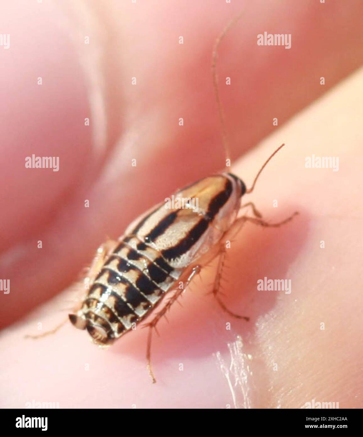 Three-lined Cockroach (Luridiblatta trivittata) Tennessee Valley Marin ...