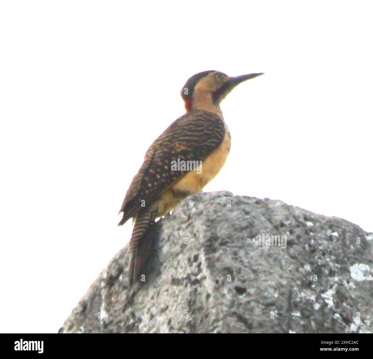 508689 hi-res stock photography and images - Alamy