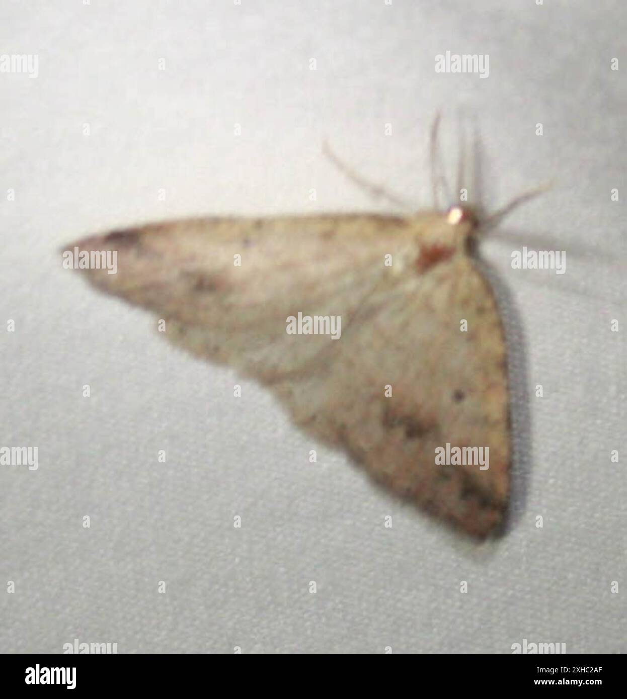 Butterflies and Moths (Lepidoptera) sagehen creek fieldstation Nevada ...