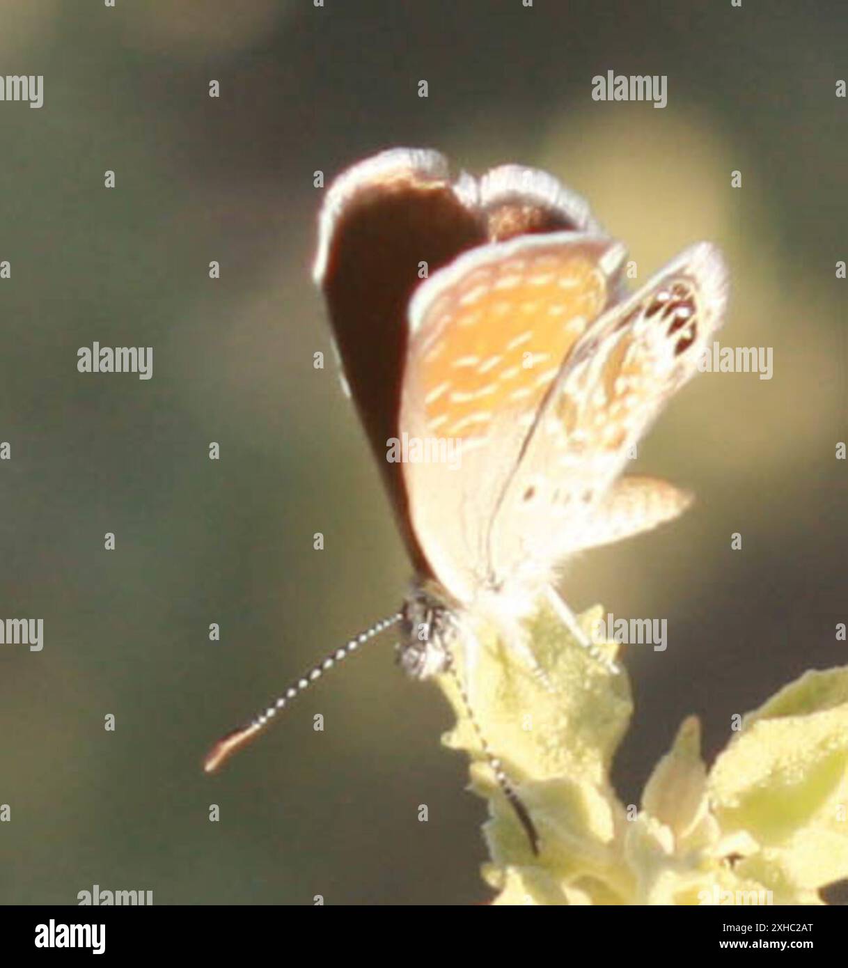 Western Pygmy-Blue (Brephidium exilis) Henderson, Nevada, United States ...