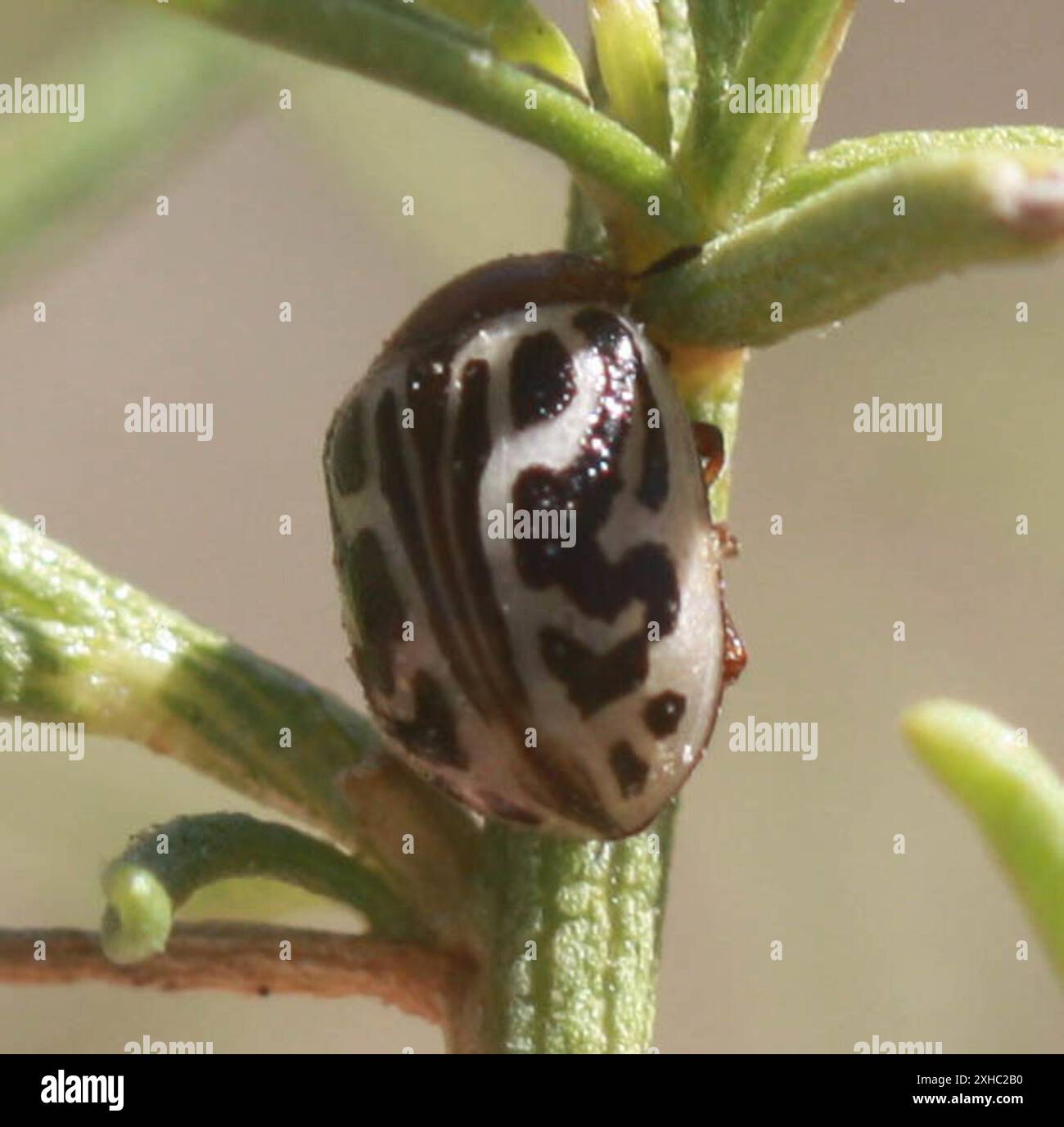 Ambrosia Leaf Beetle (Calligrapha tortuosa) Grand loop trail Stock ...