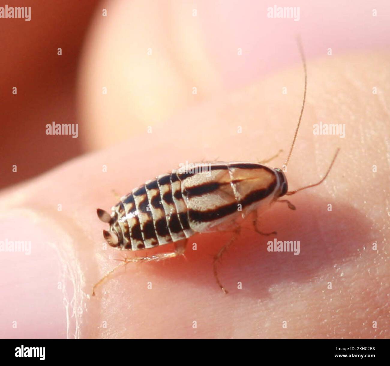 Three-lined Cockroach (Luridiblatta trivittata) Tennessee Valley Marin ...