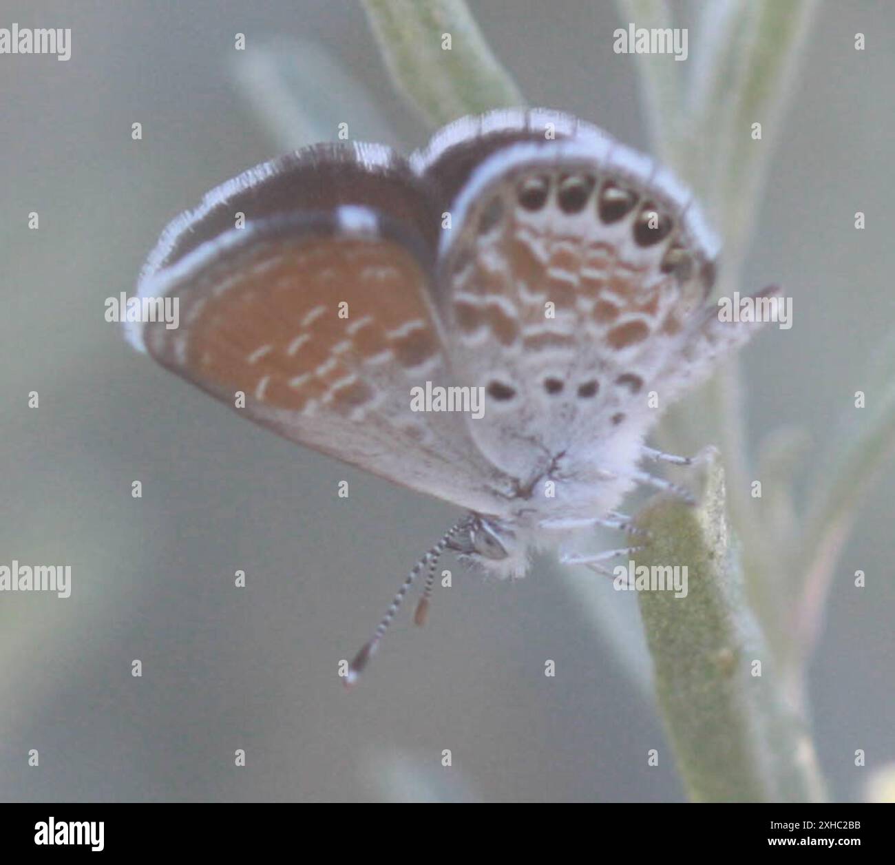 Western Pygmy-Blue (Brephidium exilis) Henderson, Nevada, United States ...