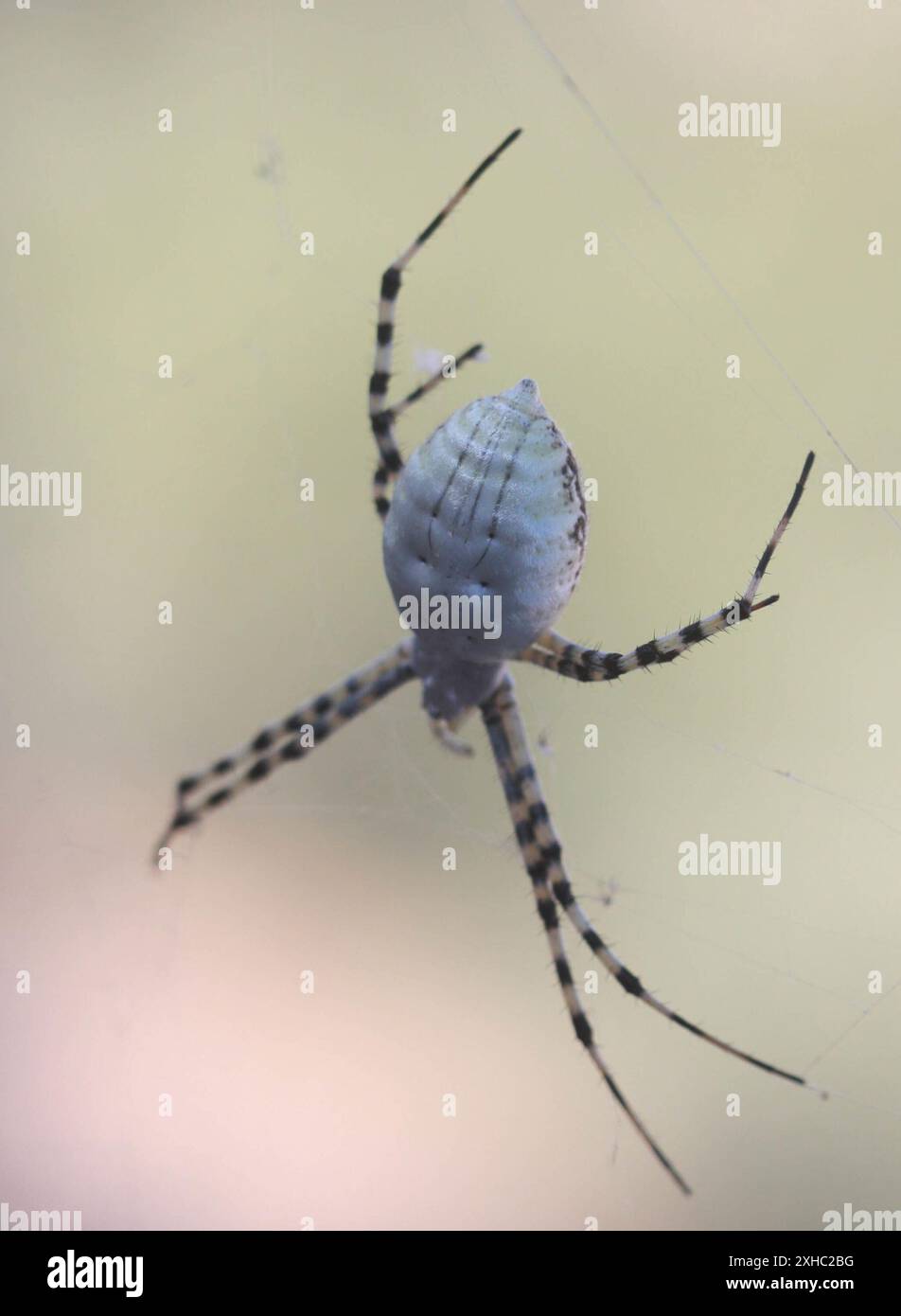 Calico spider hi-res stock photography and images - Alamy
