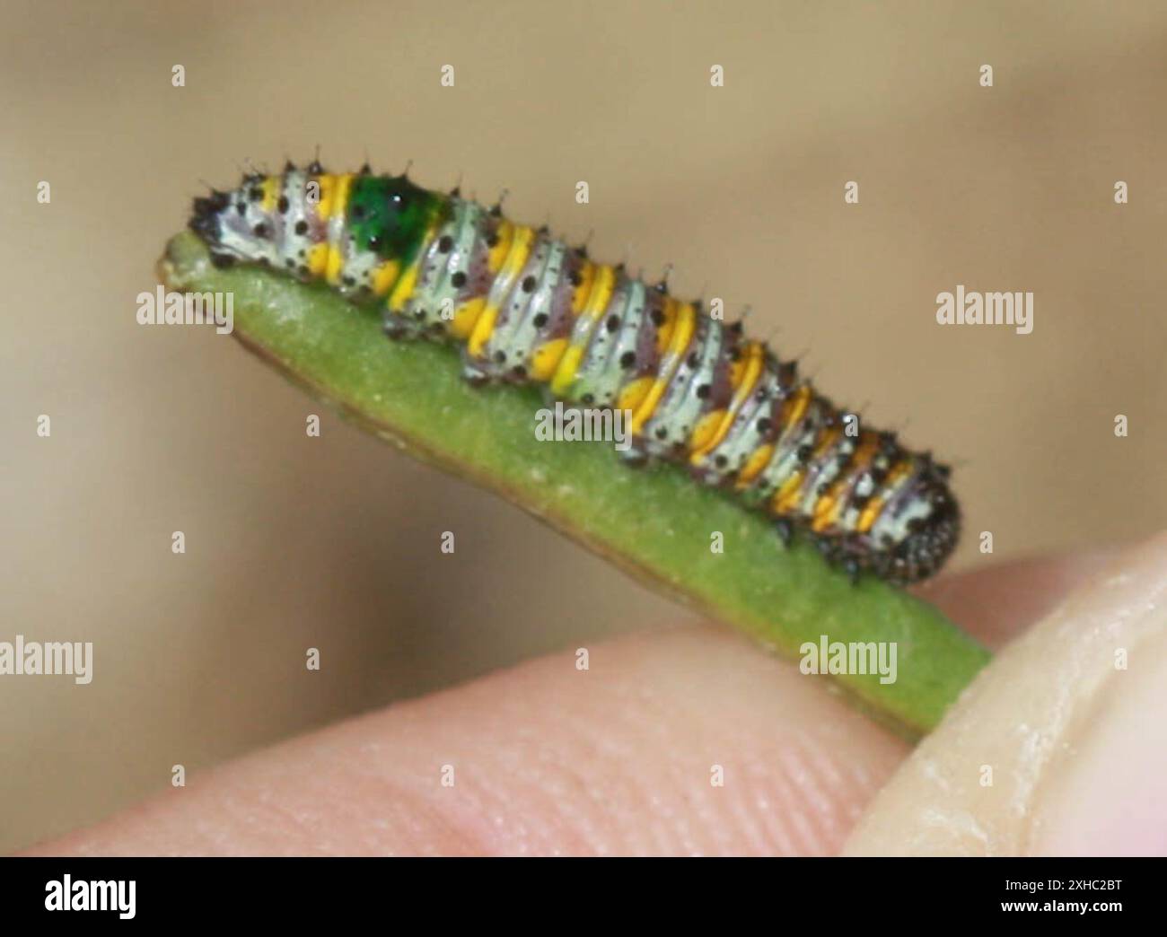 (Pontia) Calistoga, California, United States Stock Photo - Alamy