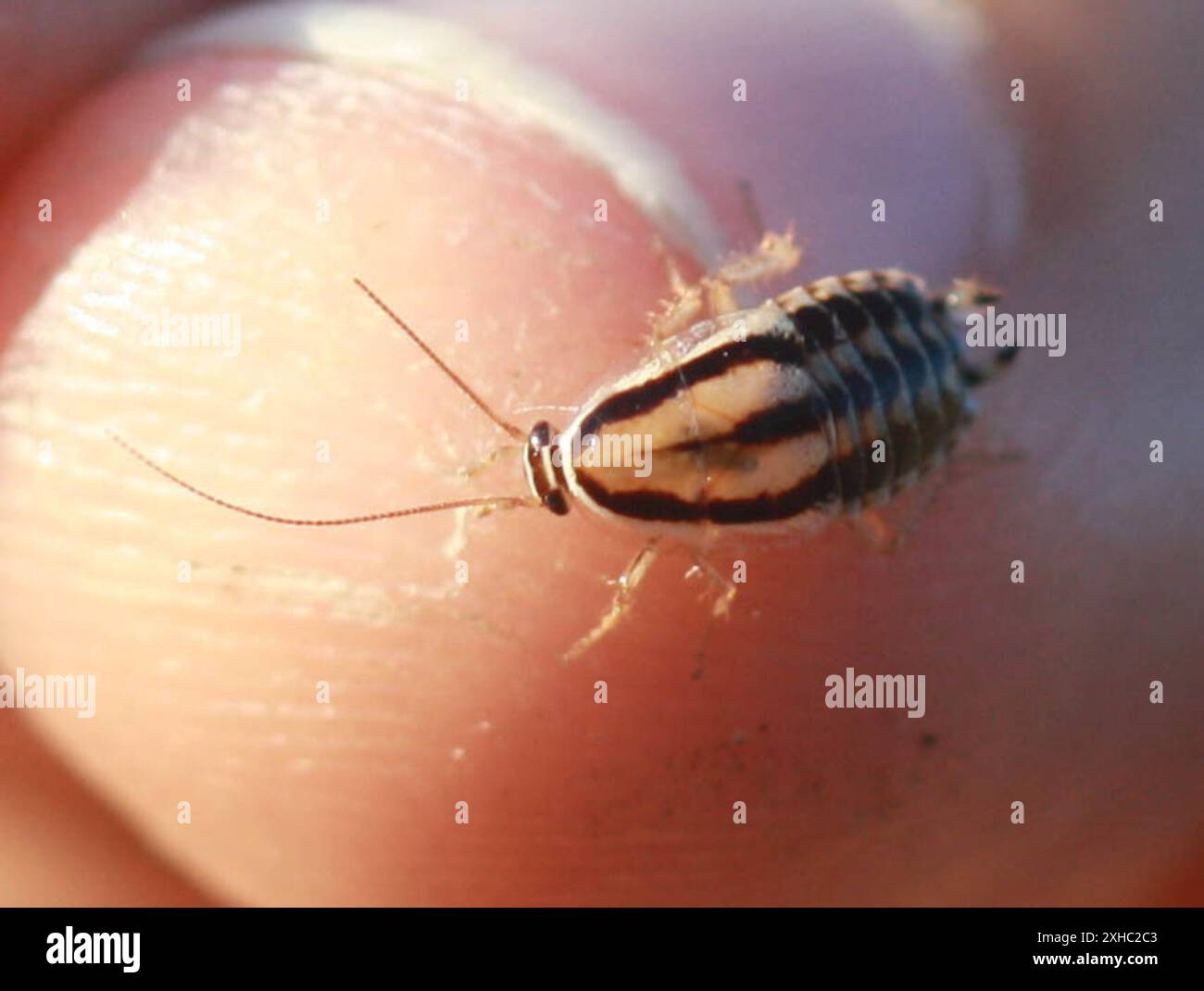 Three-lined Cockroach (Luridiblatta trivittata) Tennessee Valley Marin ...