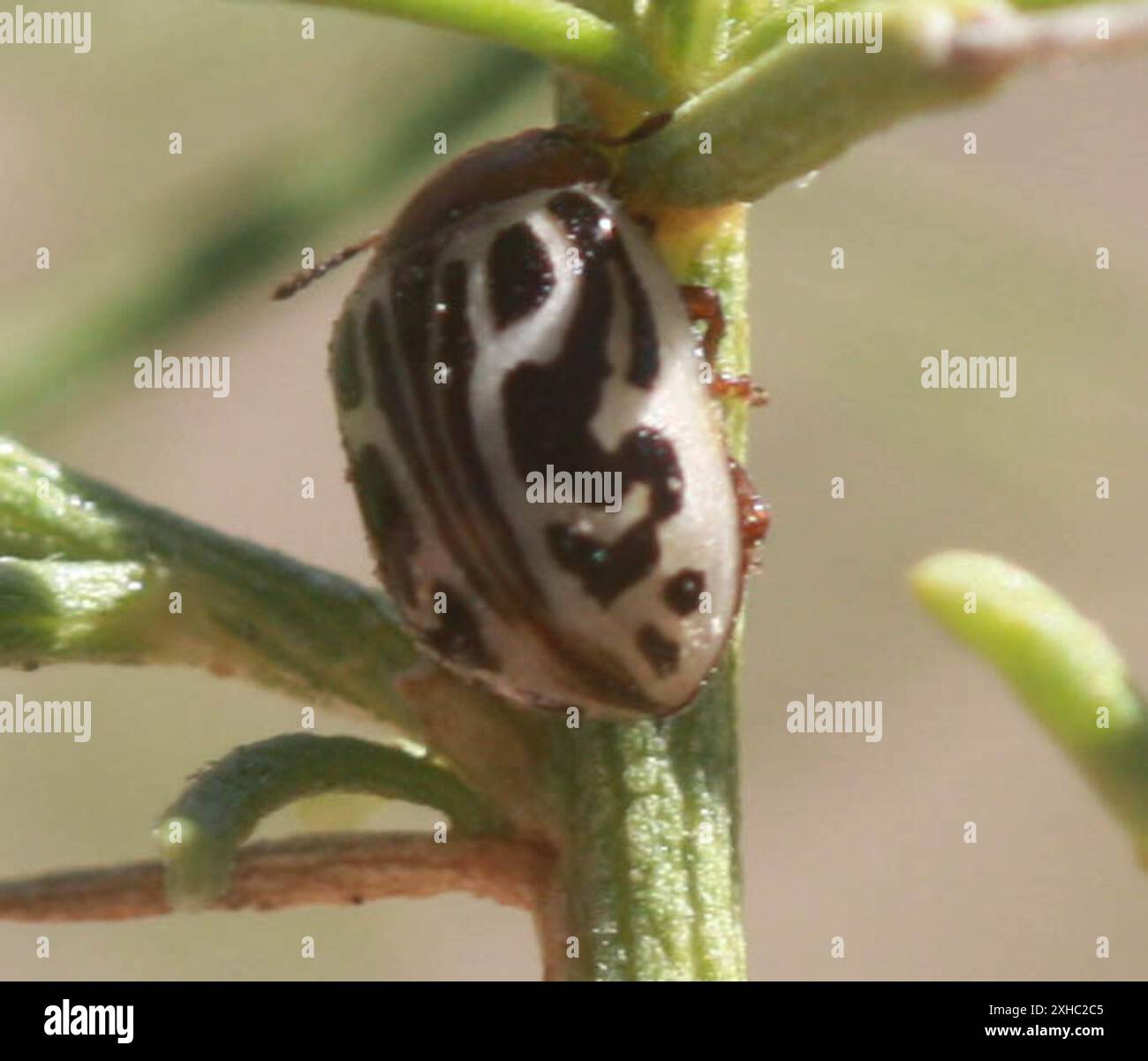 Ambrosia Leaf Beetle (Calligrapha tortuosa) Grand loop trail Stock ...