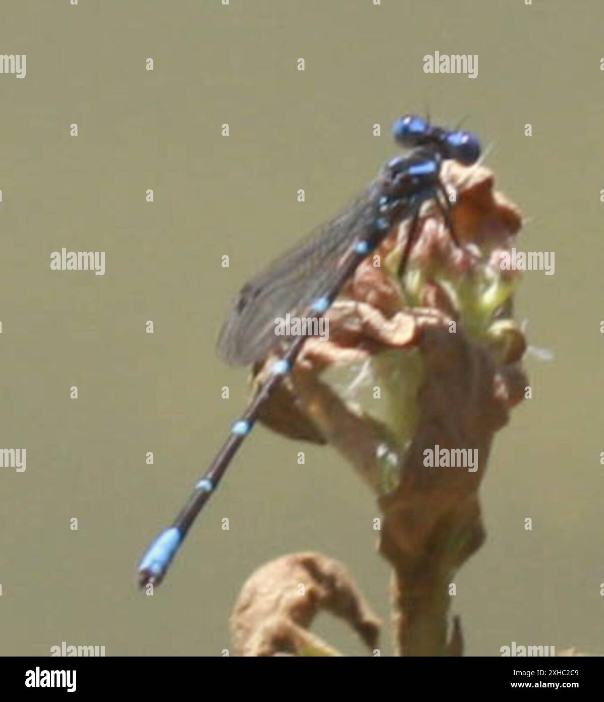 Blue-ringed Dancer (Argia sedula) Wetlands Park LAs Vegas Stock Photo ...