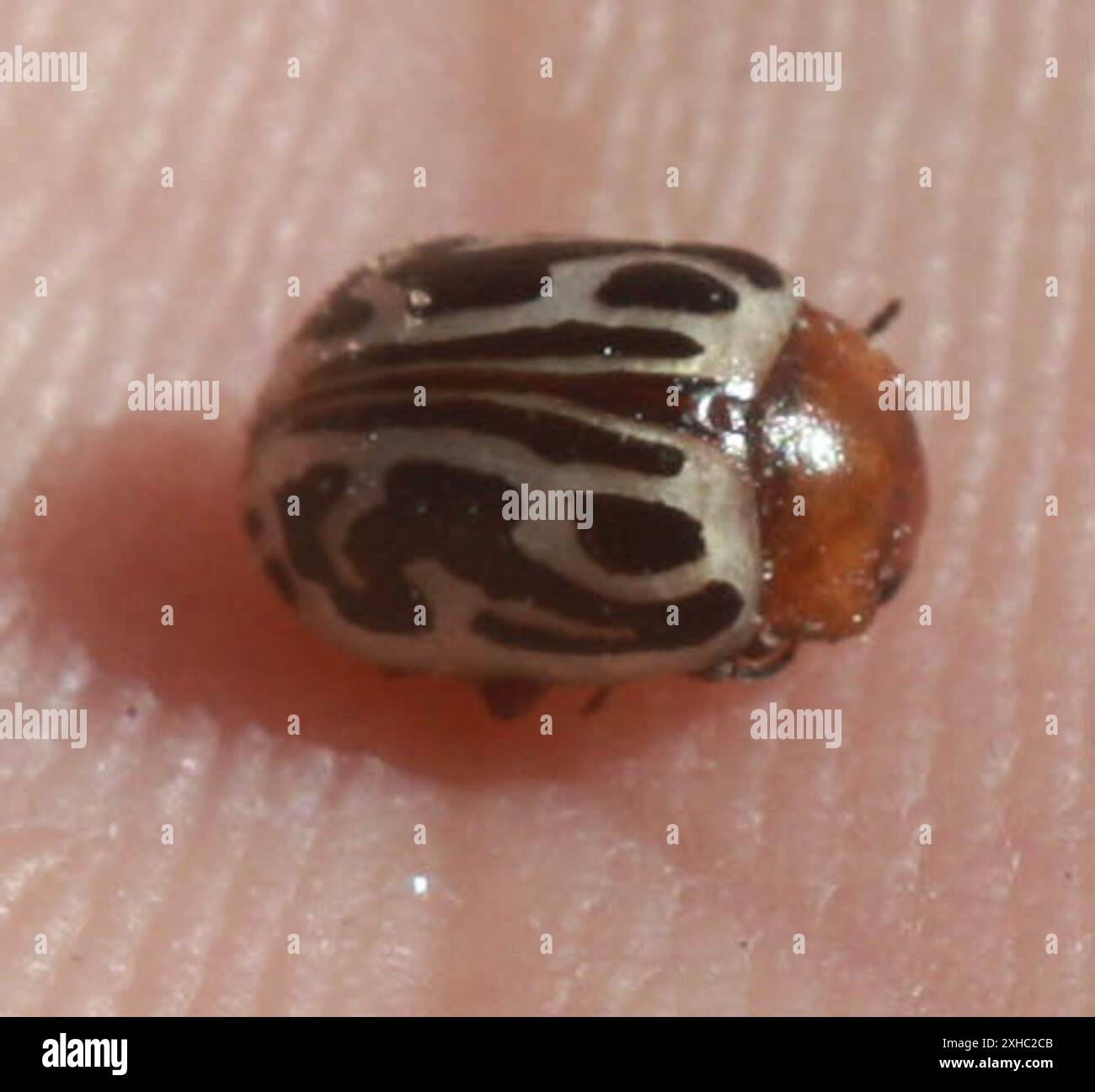 Ambrosia Leaf Beetle (Calligrapha tortuosa) Grand loop trail Stock ...