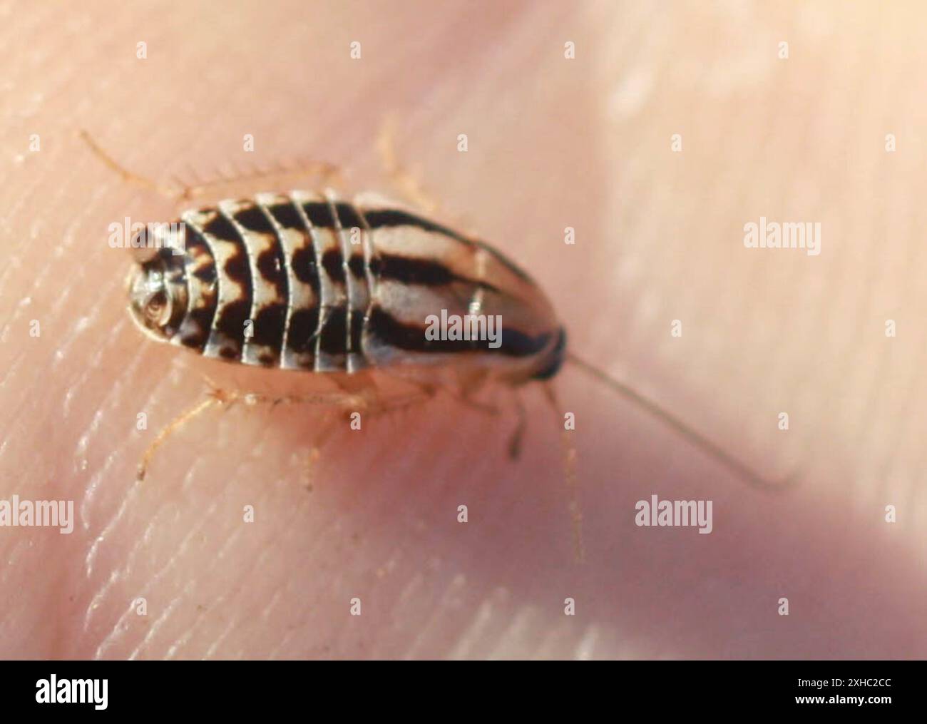 Three-lined Cockroach (Luridiblatta trivittata) Tennessee Valley Marin ...