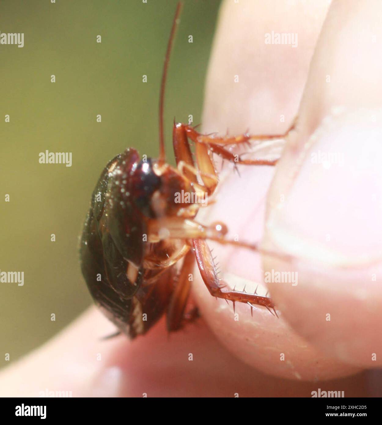 Turkestan Cockroach (Periplaneta lateralis) Wetlands Park LAs Vegas ...
