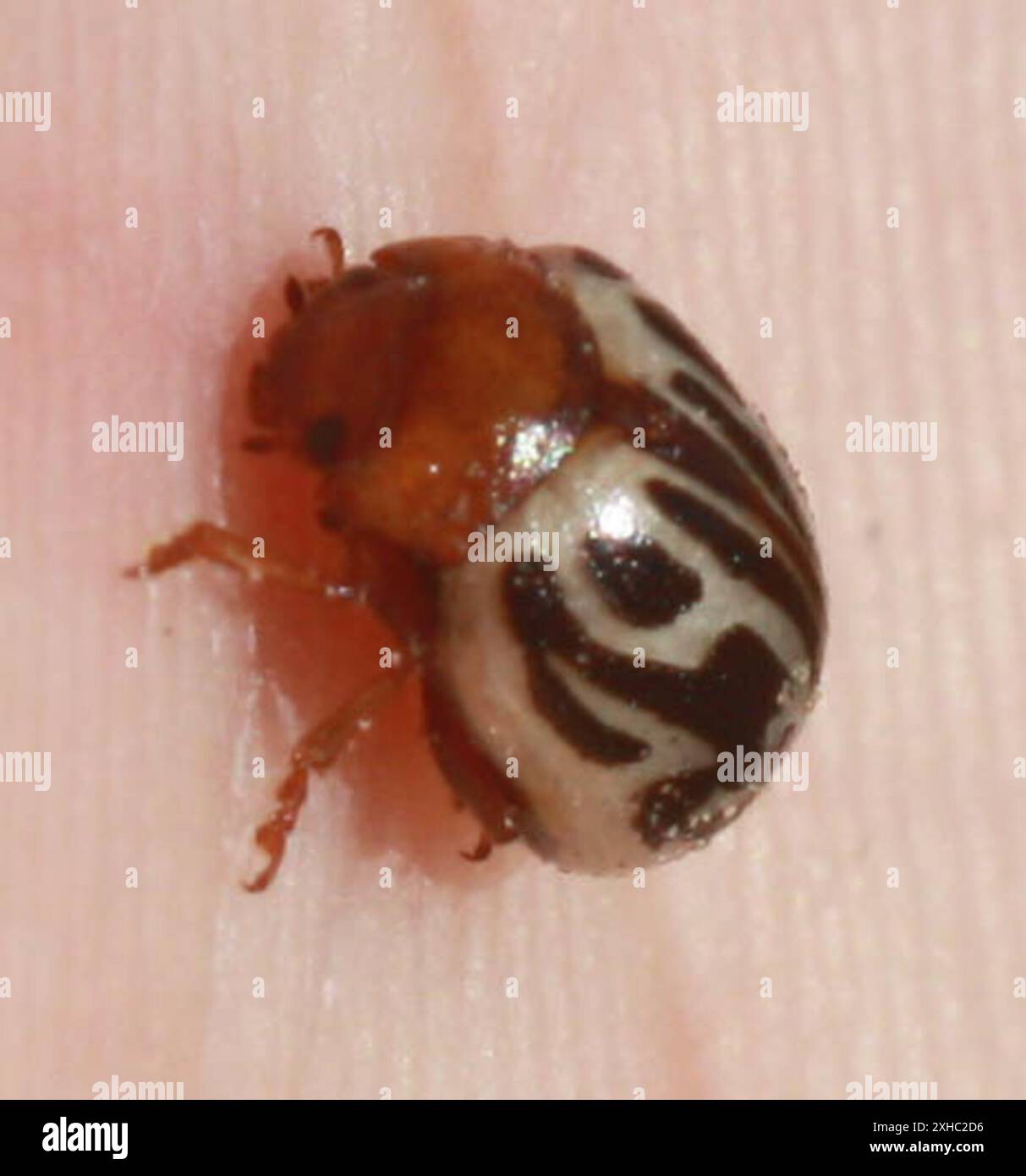 Ambrosia Leaf Beetle (Calligrapha tortuosa) Grand loop trail Stock ...