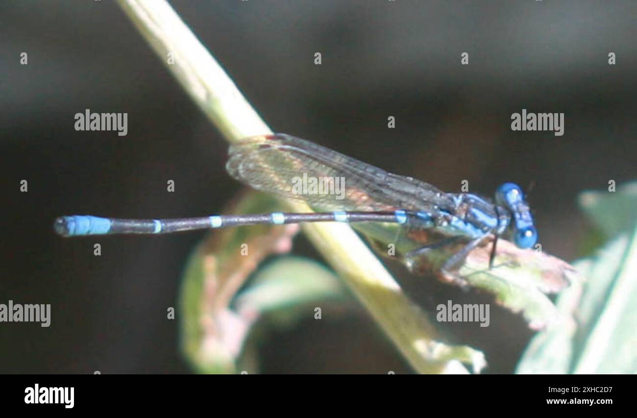 Blue-ringed Dancer (Argia sedula) Wetlands Park LAs Vegas Stock Photo ...